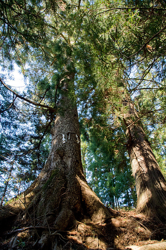 Fir trees and Japanese horse chestnut of Kawaguchi Asama shrine ...